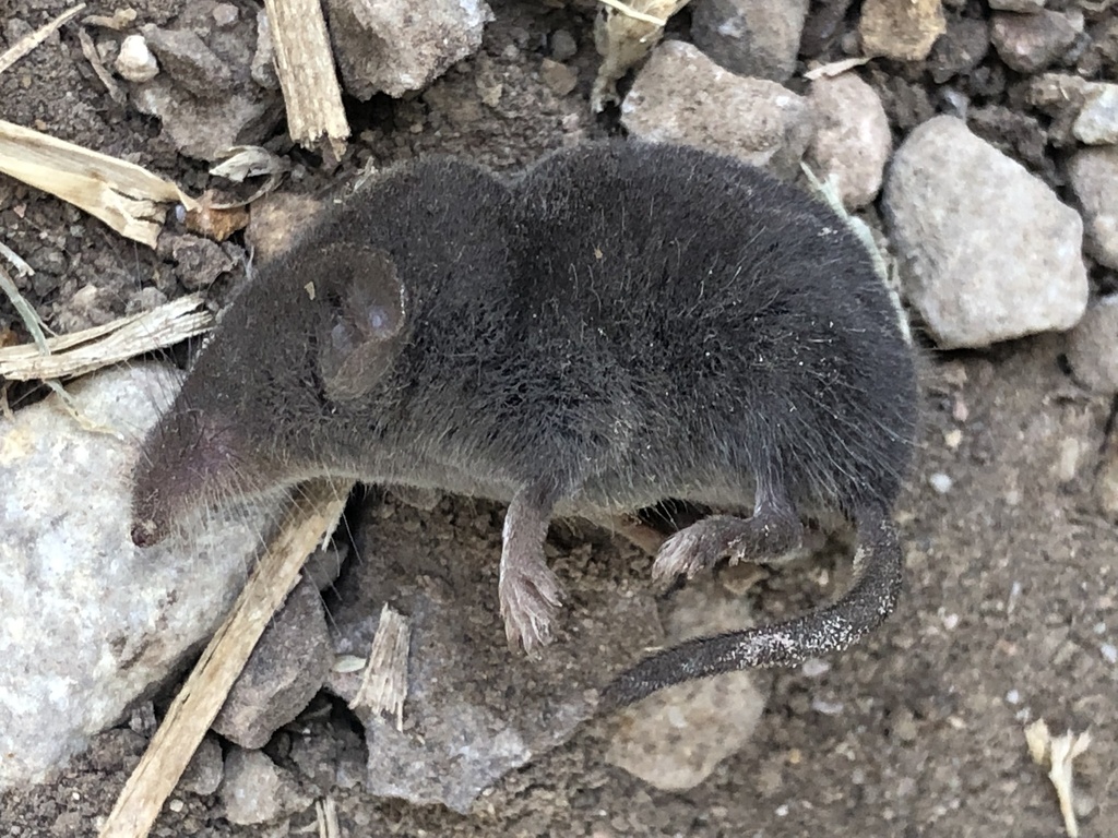 Gray Shrews from Chapala, JAL, MX on November 13, 2022 at 10:08 AM by ...