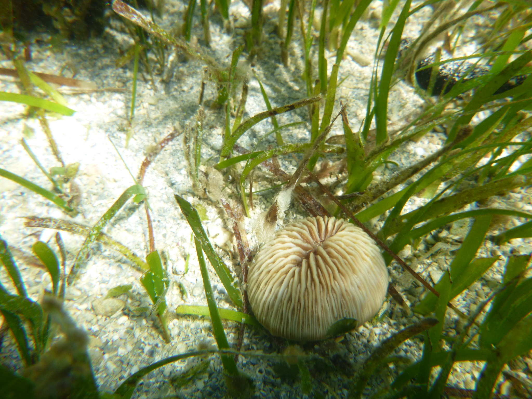 Cycloseris cyclolites (Lamarck, 1815)