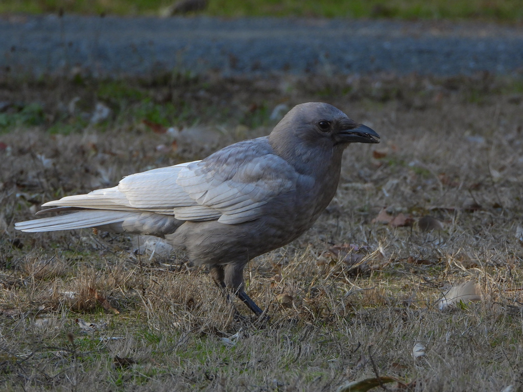 American Crow from School Ln, Chilliwack, BC, CA on November 15, 2022 ...