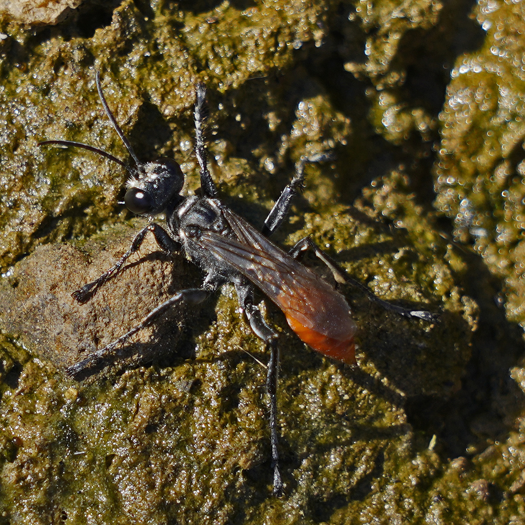 Parker's Thread-waisted Wasp from Santiago Oaks Regional Park, CA, USA ...