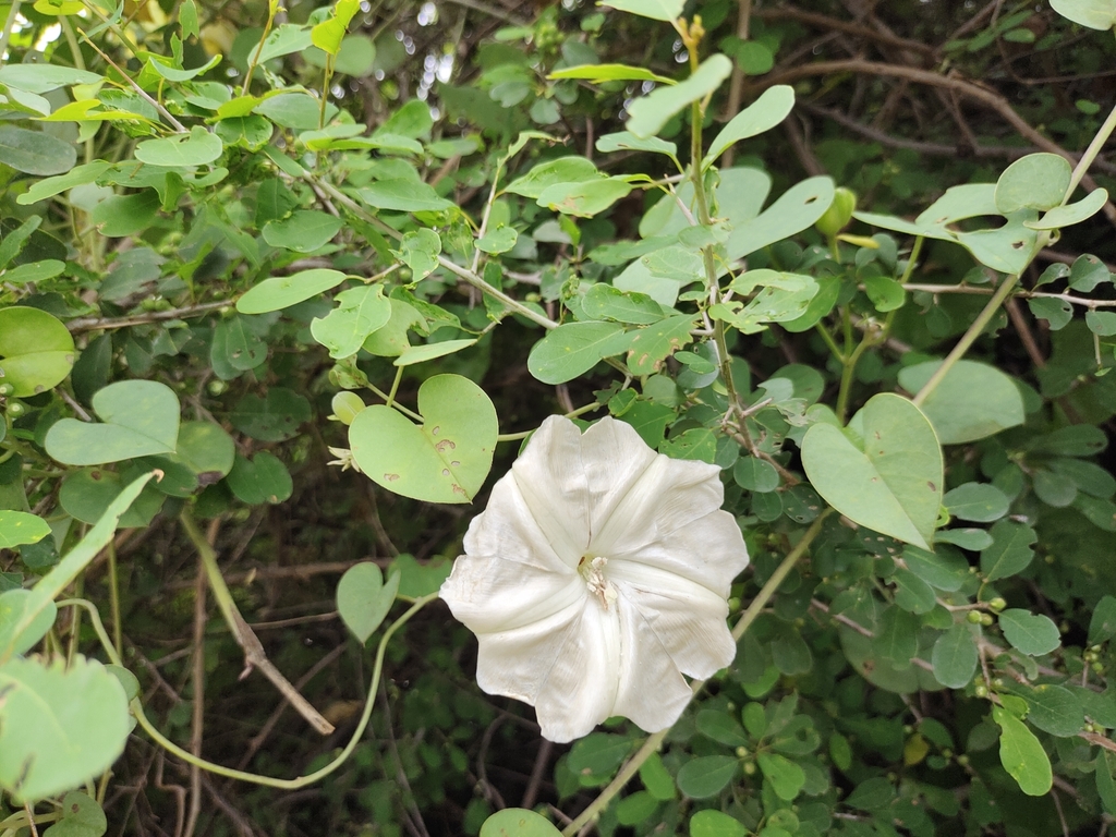 Moonflower from Tamil Nadu 627117, India on November 18, 2022 at 07:46 ...