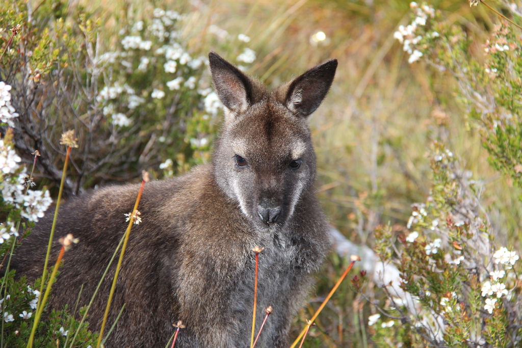 Red-necked Wallaby from Cradle Mountain TAS 7306澳大利亚 on February 04 ...