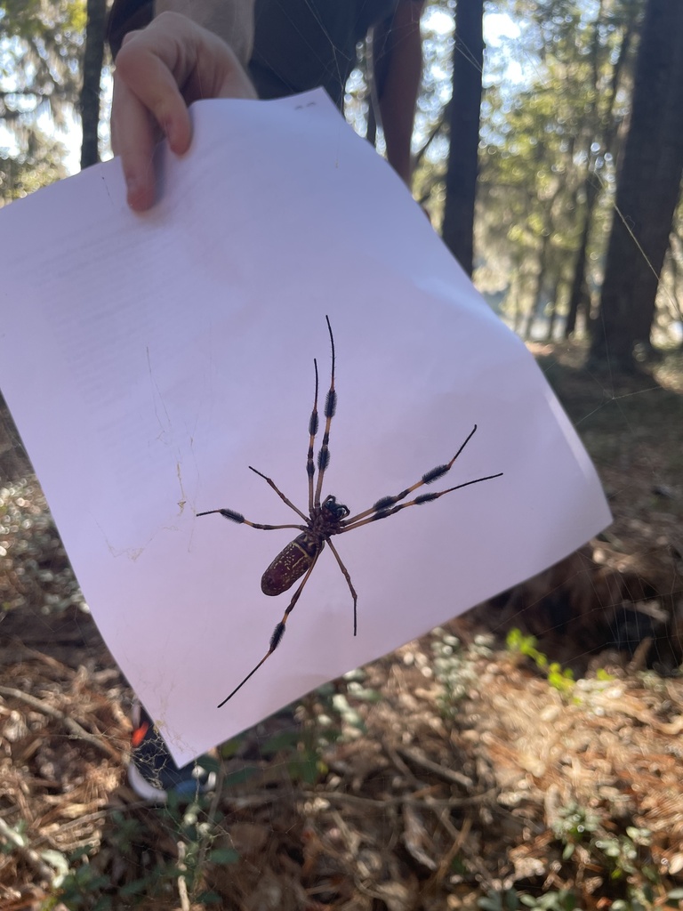 Golden Silk Spider from Rural West Ashley, Hollywood, SC, US on ...