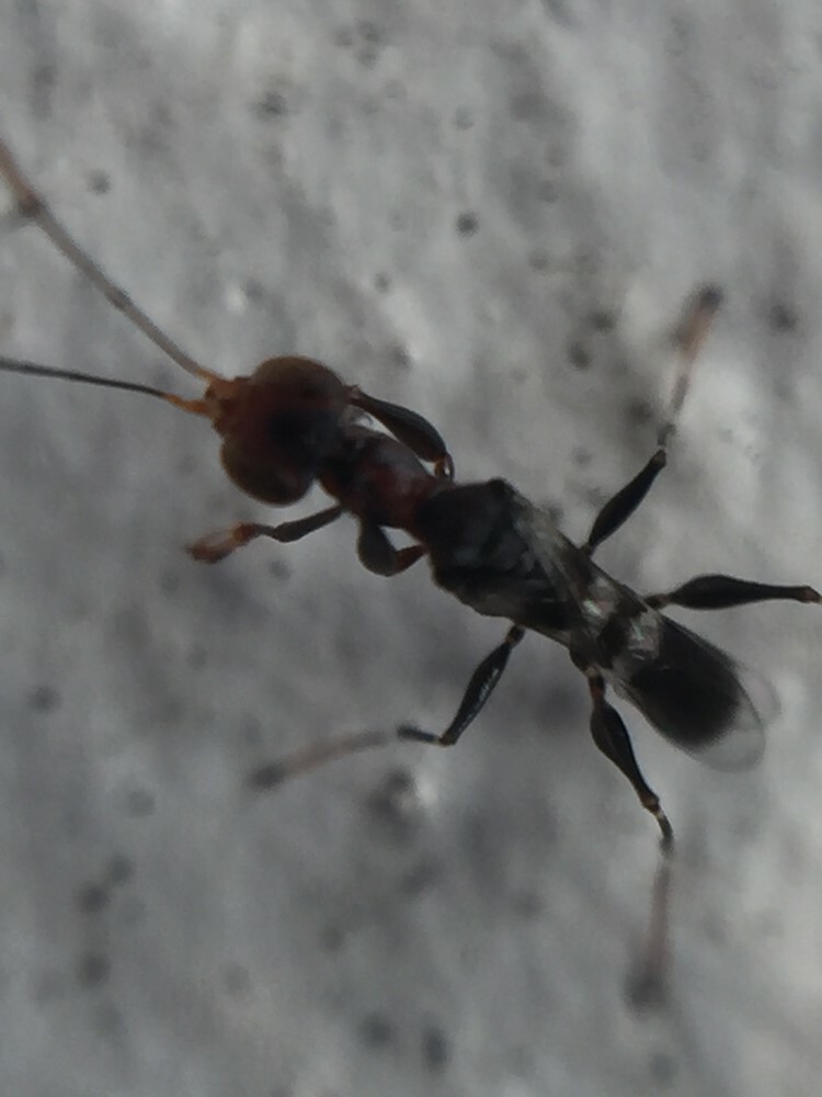 Dryinidae