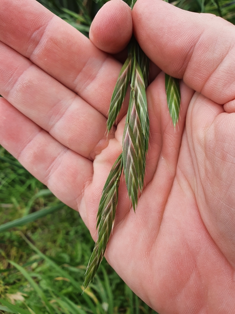 grasses from Weymouth, Auckland 2103, New Zealand on October 29, 2022 ...