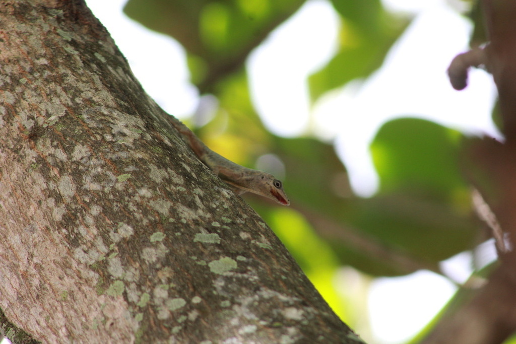 Bronze Anole from Tobago, Trinidad and Tobago on November 13, 2022 at ...
