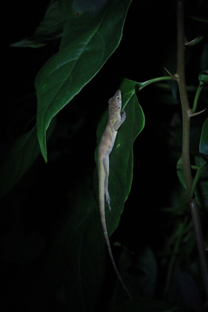 Bronze Anole from Tobago, Trinidad and Tobago on November 13, 2022 at ...
