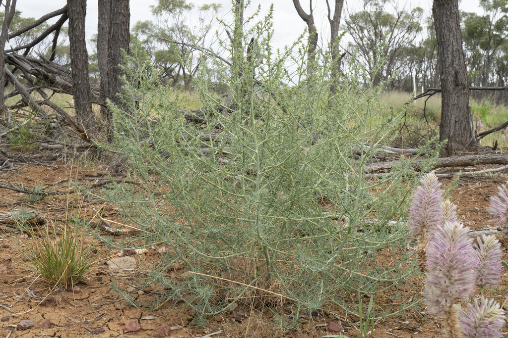 Russian Thistles from Aramac, Queensland, Australia on October 14, 2022 ...