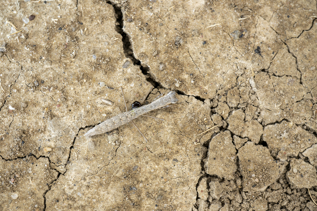 Cliomantis lateralis from Forest Den, Aramac, Queensland, Australia on ...