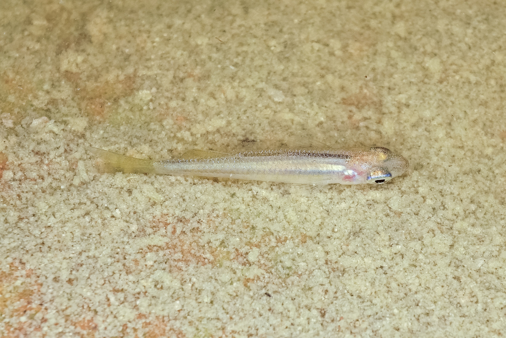 Desert Rainbowfish from Namatjira NT 0872, Australia on September 15 ...