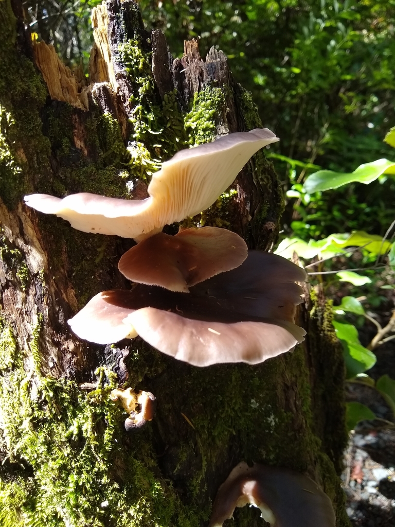 Brown Oyster Mushroom from Opua 0200, New Zealand on November 18, 2022 ...