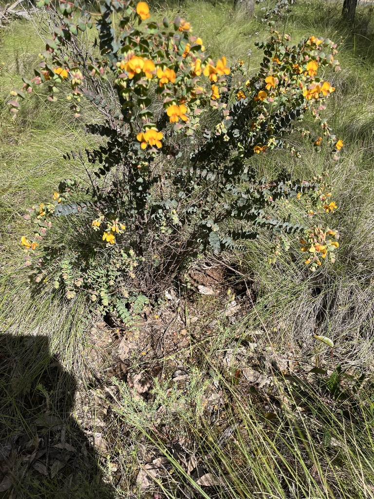 spiny bush-pea from Murray to the Mountains Rail Trl, Gapsted, VIC, AU ...