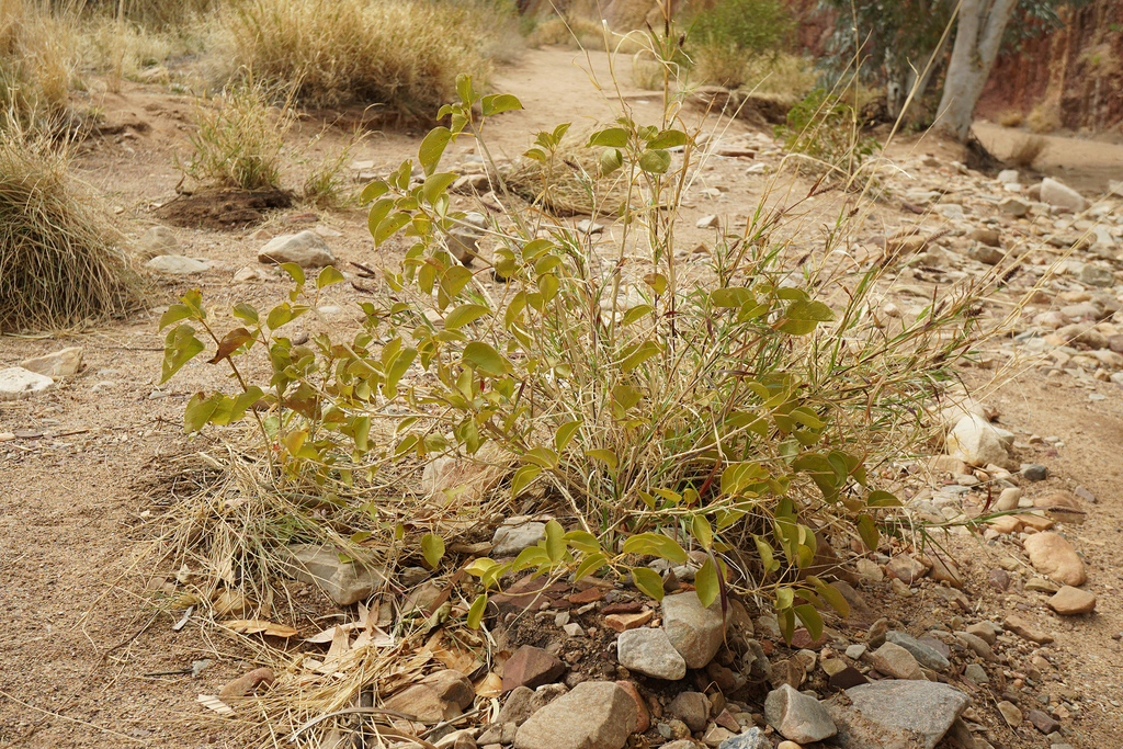 Jasminum calcareum from West MacDonnell, Sandover, Northern Territory ...