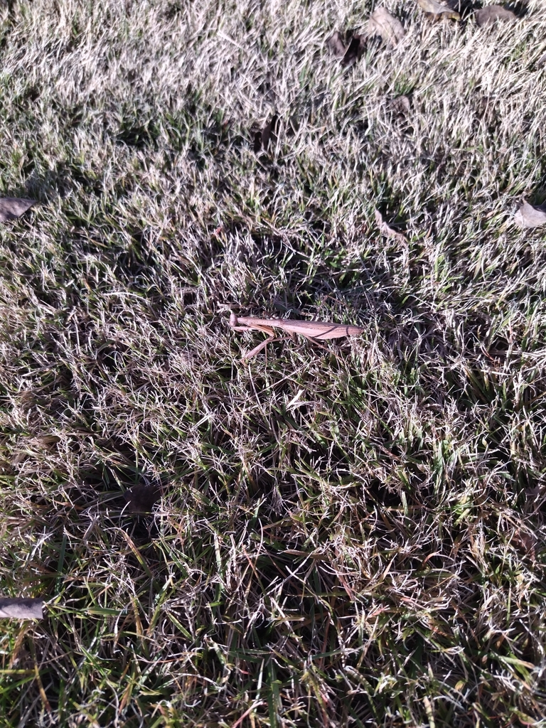 Statilia maculata maculata from Takaoka on November 18, 2022 at 02:33 ...