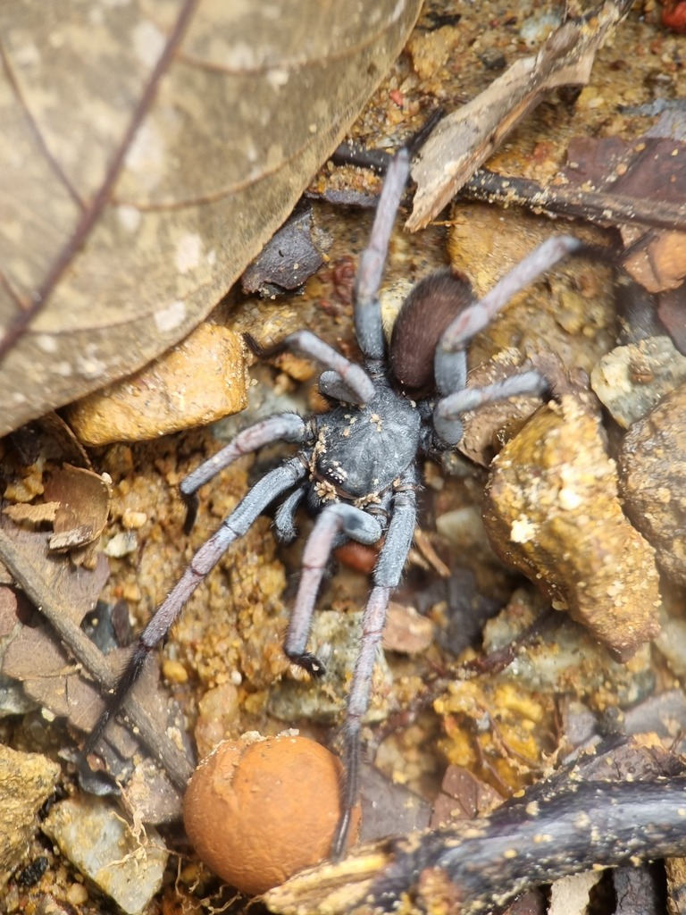 Damarchus workmani from Mandai Rd Track 7, Singapore on November 18 ...