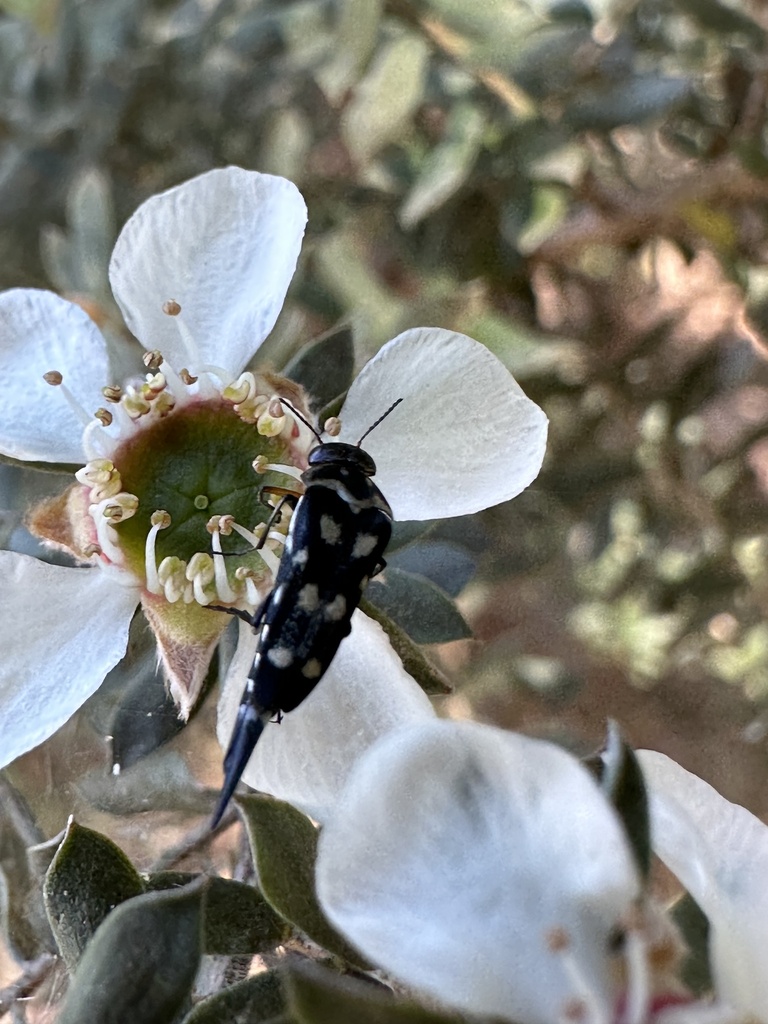 Mordella novemmaculata from West Ward, Longwarry North, VIC, AU on ...