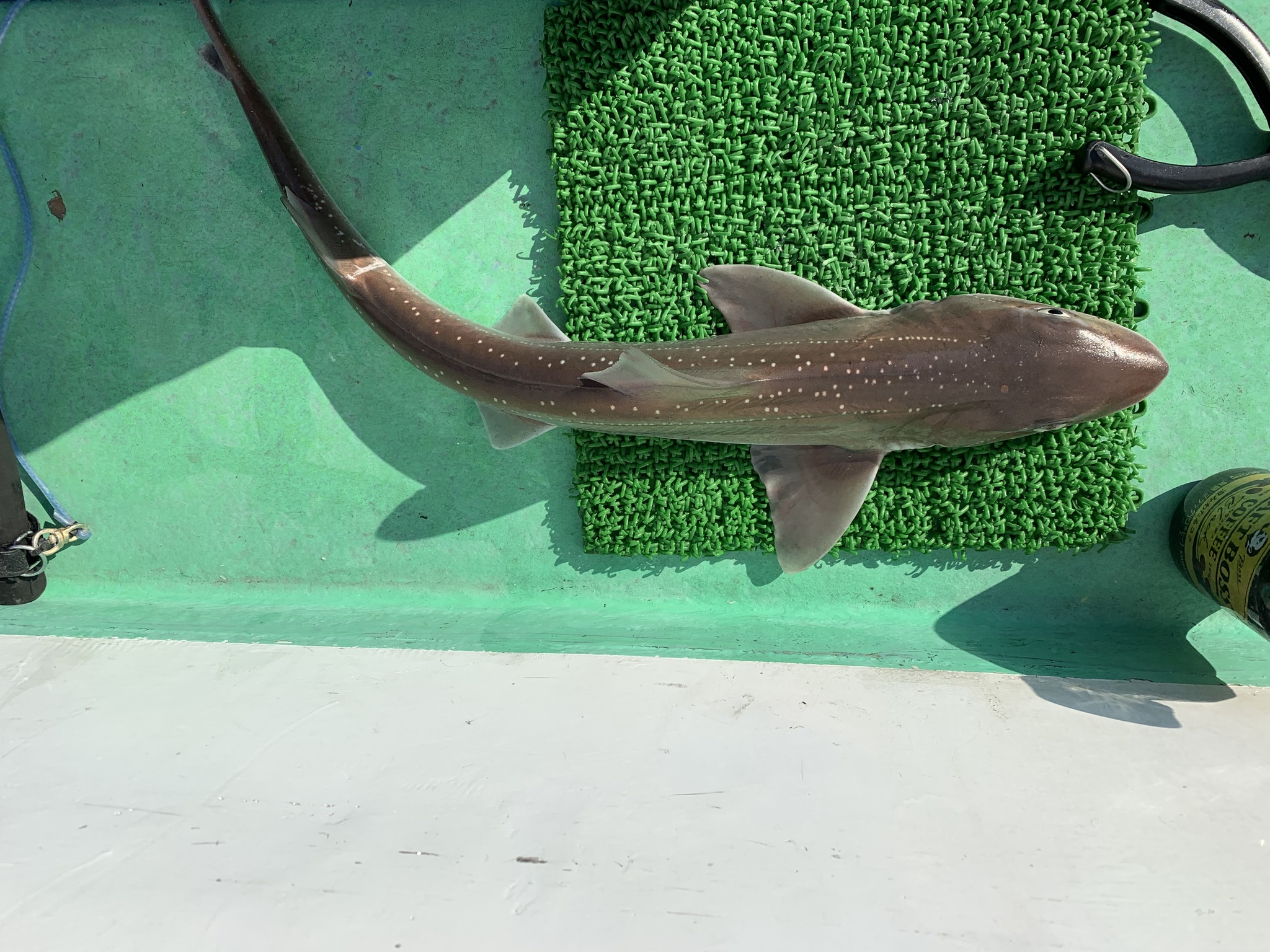 Mustelus manazo Bleeker, 1855