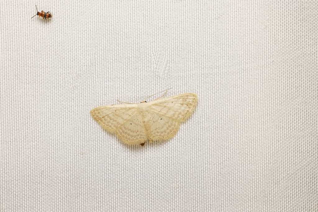 Scopula from Calen QLD 4798, Australia on October 18, 2022 at 07:24 PM ...