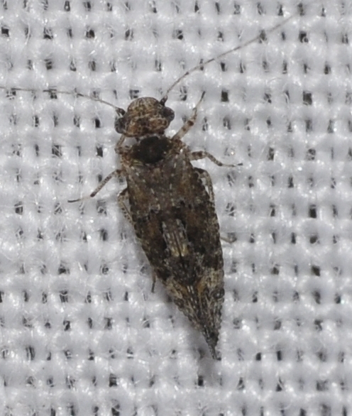 Myopsocus eatoni McLachlan, 1880
