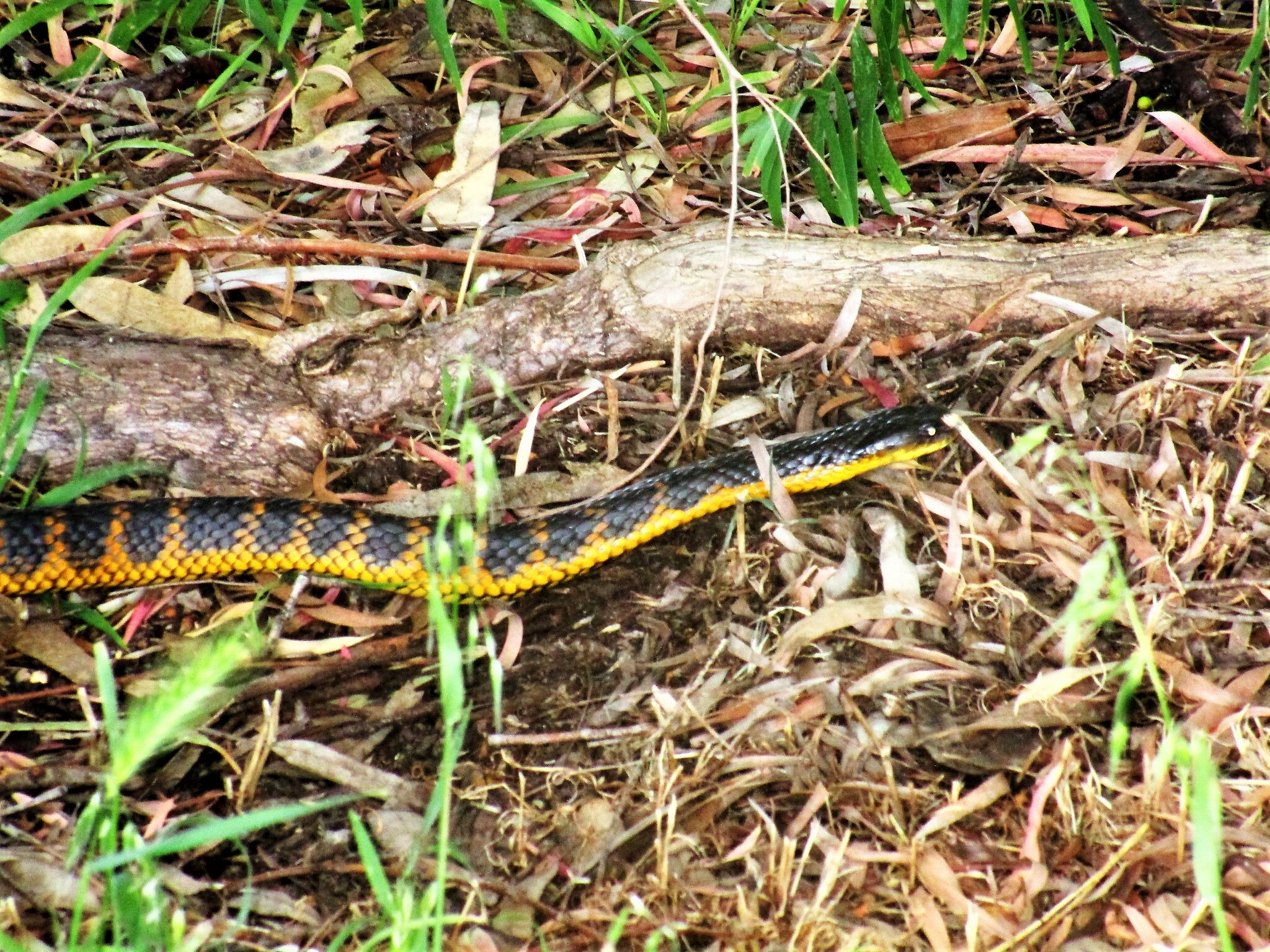 10 Snakes Of Western Australia – Snake Radar