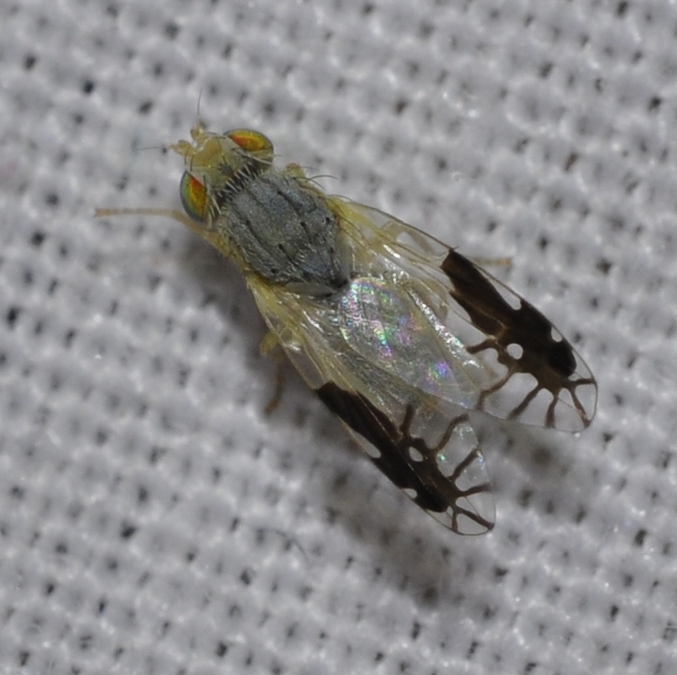 Capitites Foote & Freidberg, 1981