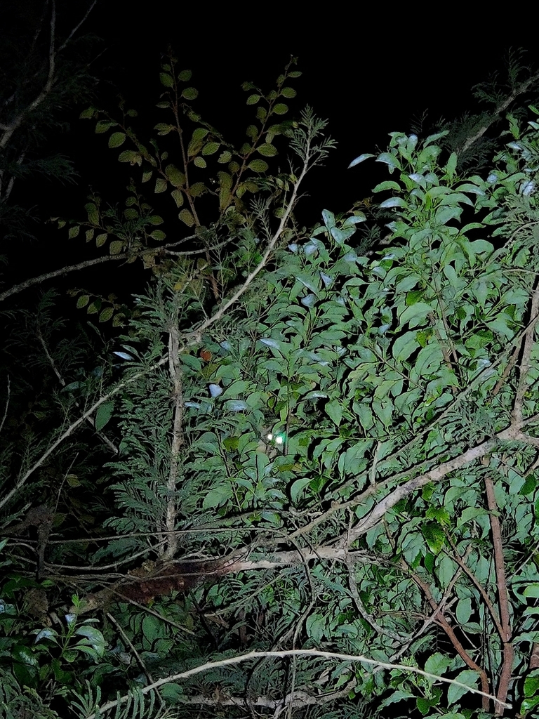 Grey Slender Loris in September 2022 by Chayant Gonsalves · iNaturalist