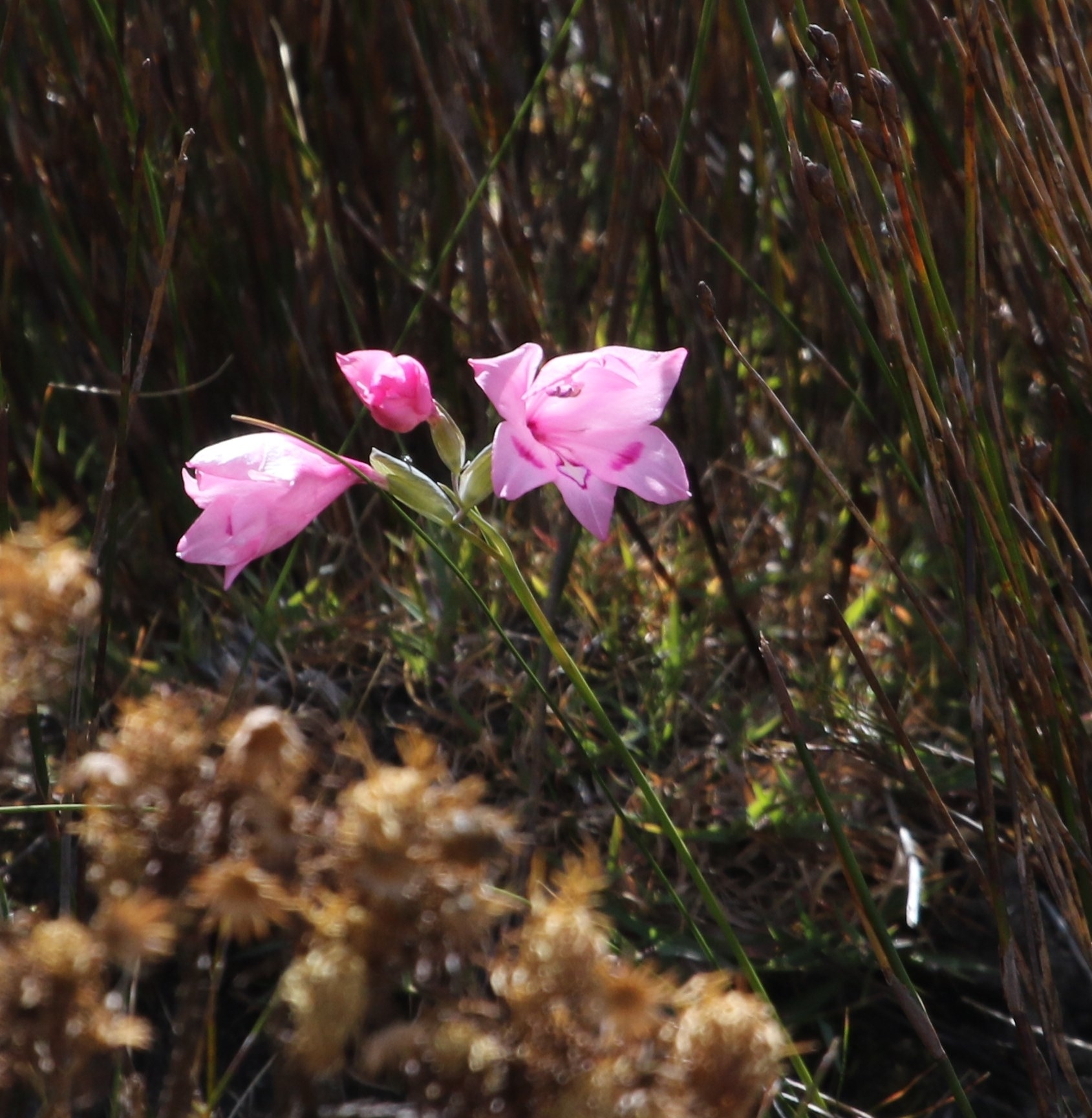 Gladiolus inflatus (Thunb.) Thunb.