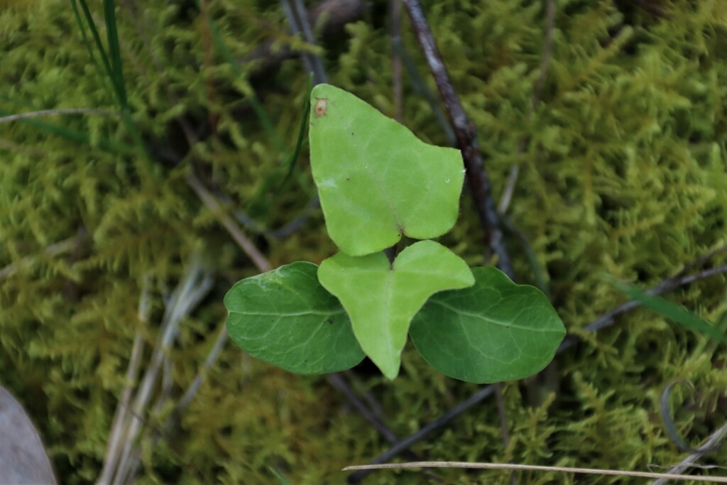 Atlantic Ivy from Melbourne VIC, Australia on November 18, 2022 at 02: ...