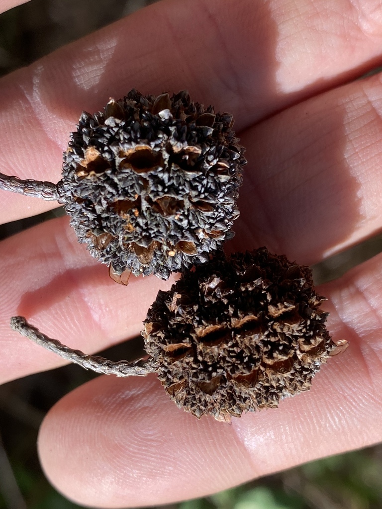 Forest sheoak from Ravenshoe, QLD, AU on November 18, 2022 at 08:53 AM ...