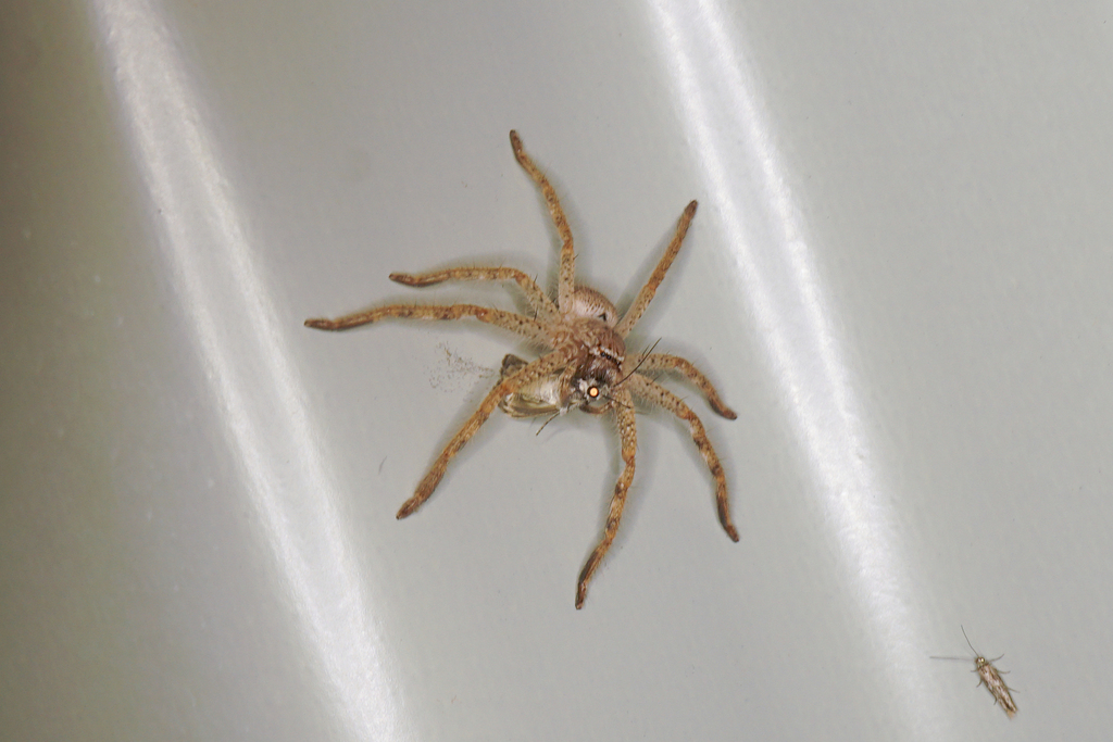 Silver-spotted Huntsman from Mount Zeil NT 0872, Australia on September ...