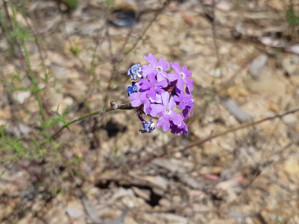 South American mock vervain from Stonehenge QLD 4357, Australia on ...