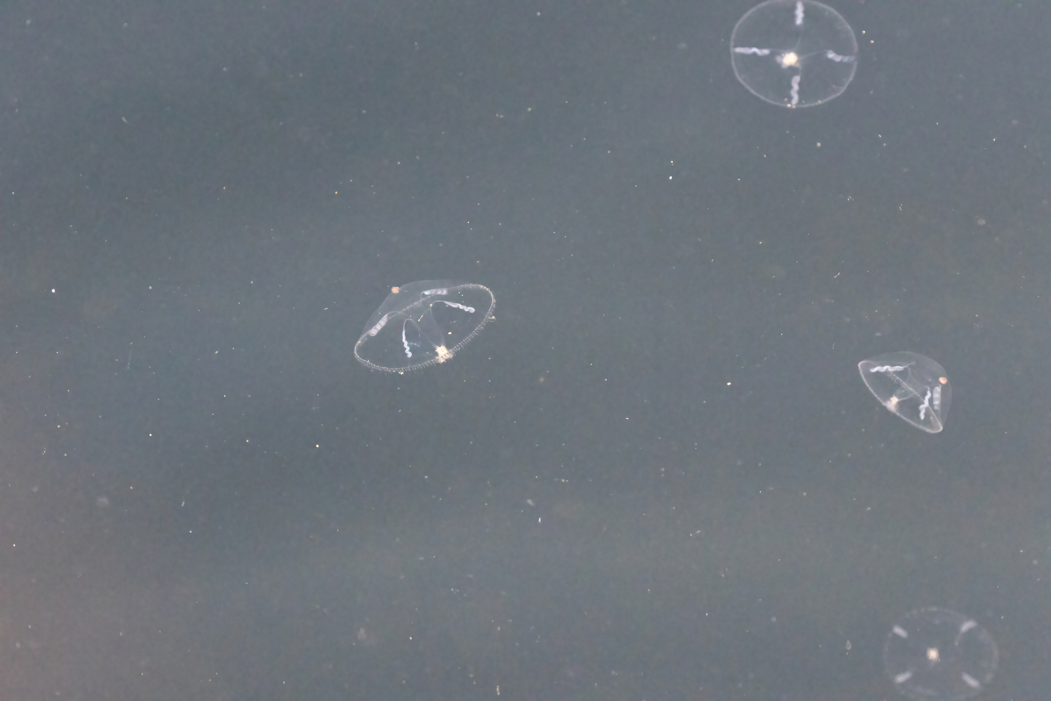 Eutonina indicans (Romanes, 1876)