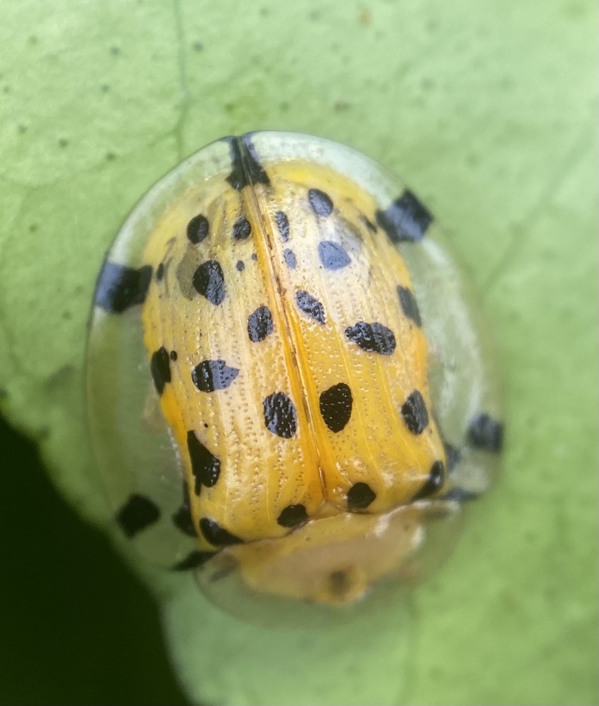 Asian Spotted Tortoise Beetle from 民權街67巷, 公館鄉, TW on November 18, 2022 ...
