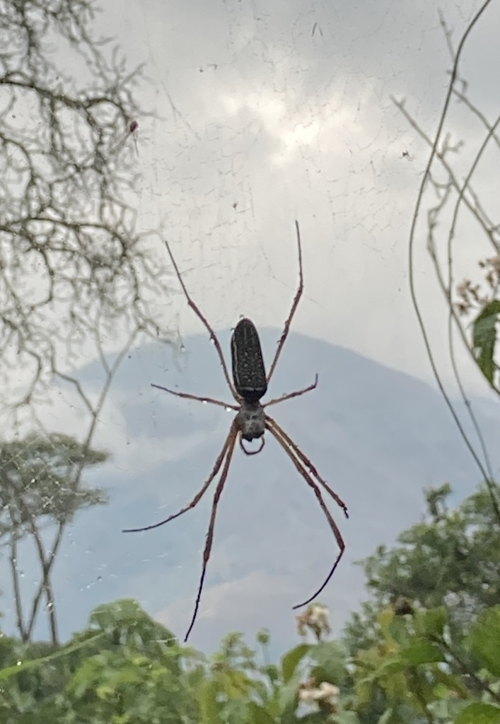 Golden Silk Spider from Cuzco, PE on November 15, 2022 at 05:58 AM by ...