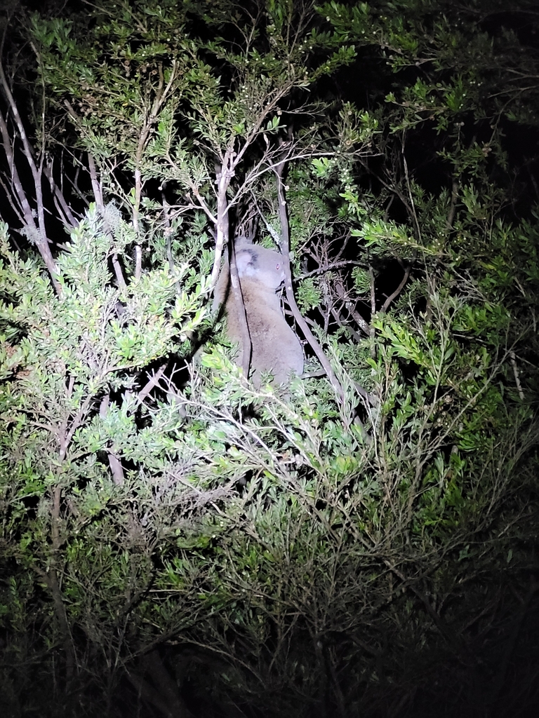 Koala from Nowendoc NSW 2354, Australia on November 18, 2022 at 10:23 ...