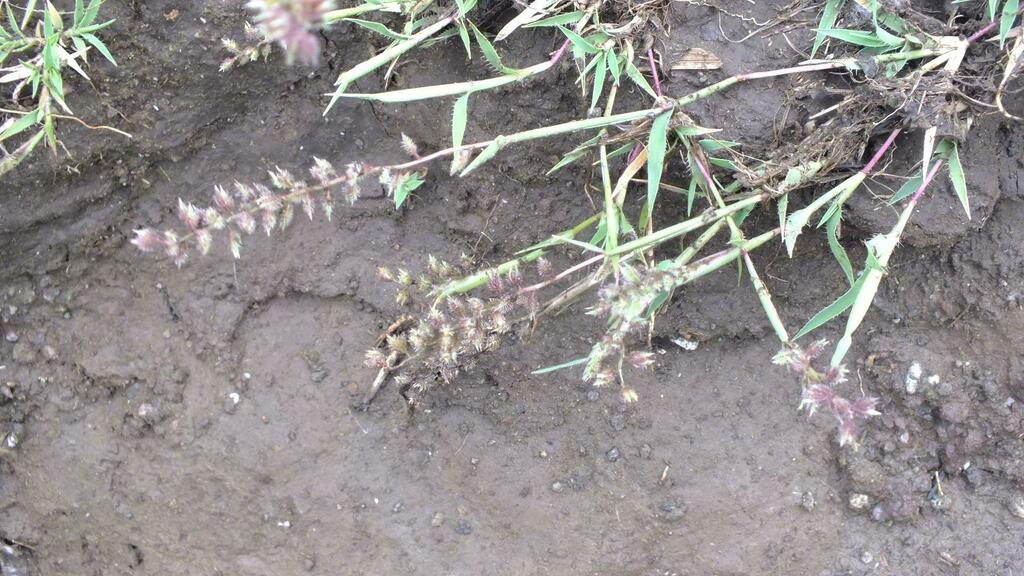 African bur-grass from Mokhotlong, Lesotho on January 31, 2017 at 01:50 ...