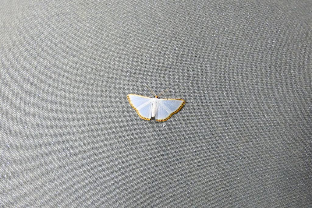 Leuciris fimbriaria from Mon Desir, Trinidad and Tobago on November 17 ...