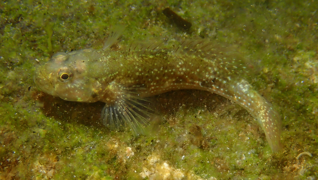 Cocos Frillgoby from Kingston, Norfolk Island on November 14, 2022 at ...