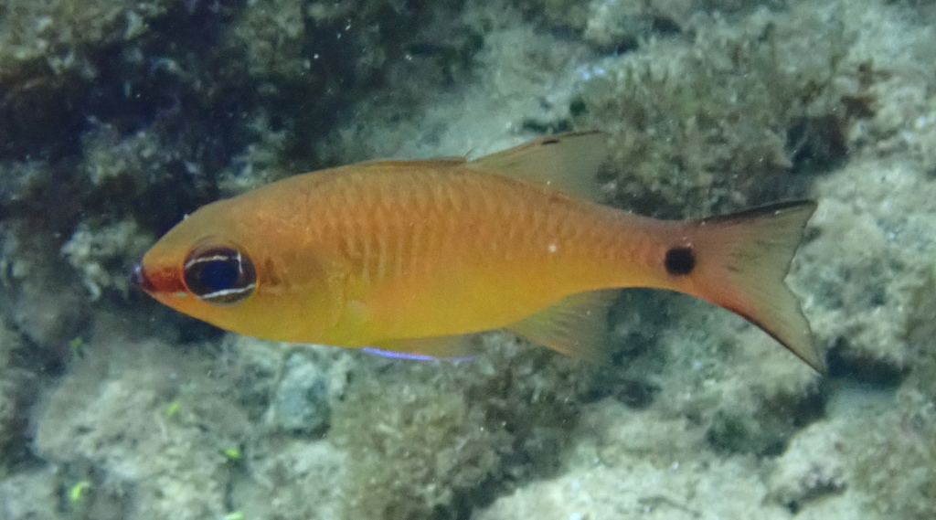 Yellow Cardinalfish from Kingston, Norfolk Island on November 17, 2022 ...