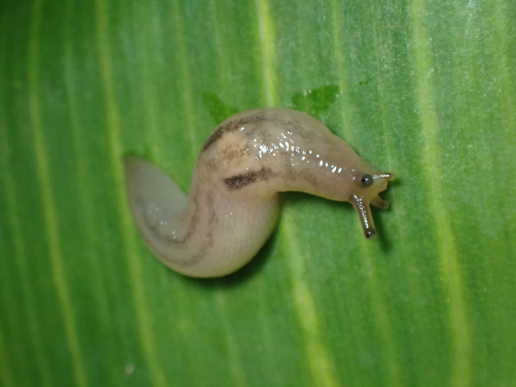 Threeband Slugs from 4 Ronald Ct, Somerville VIC 3912, Australia on ...