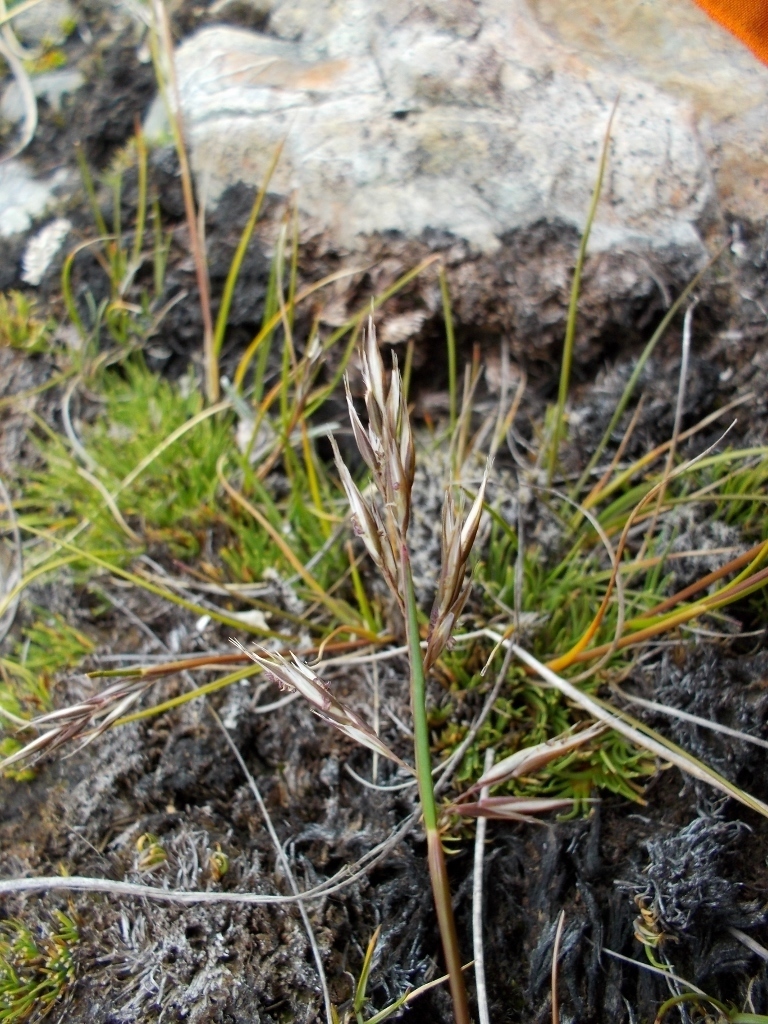 Rytidosperma nigricans from Jean Batten Peak, Ailsa Mountains on ...