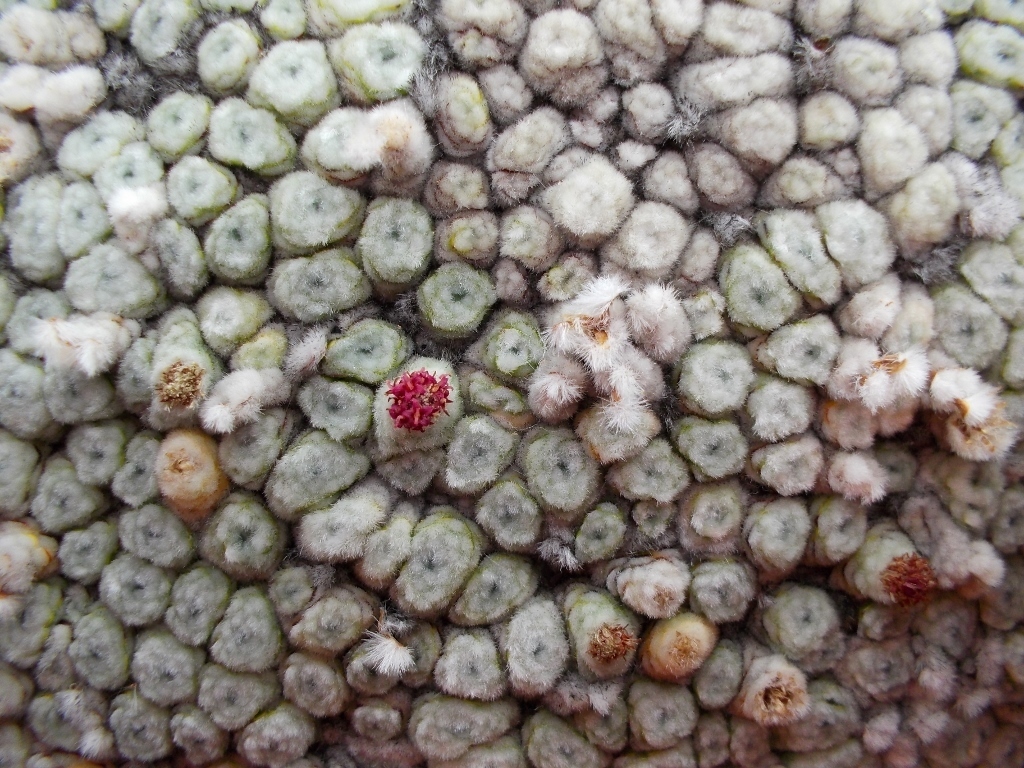 Raoulia buchananii from Jean Batten Peak, Ailsa Mountains on January 29 ...