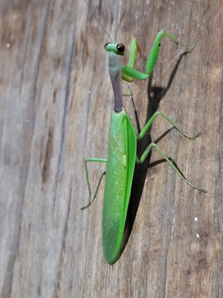 Giant Asian Mantises from 94QW+W7W, South Lubuk Gadang, Sangir, South ...