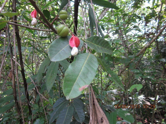 Copal (Árboles del Biotopo Cerro Cahui) · iNaturalist Guatemala