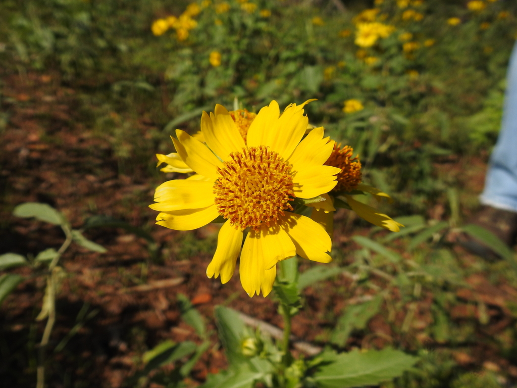 cowpen daisy from Bastrop County, TX, USA on November 17, 2022 at 11:15 ...