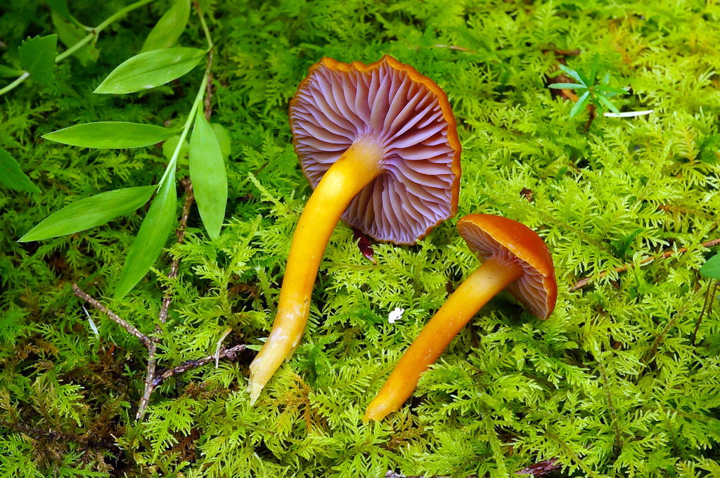 Purple-gilled Waxy Cap (Encyclopedia of North American Mushrooms pt. 2 ...
