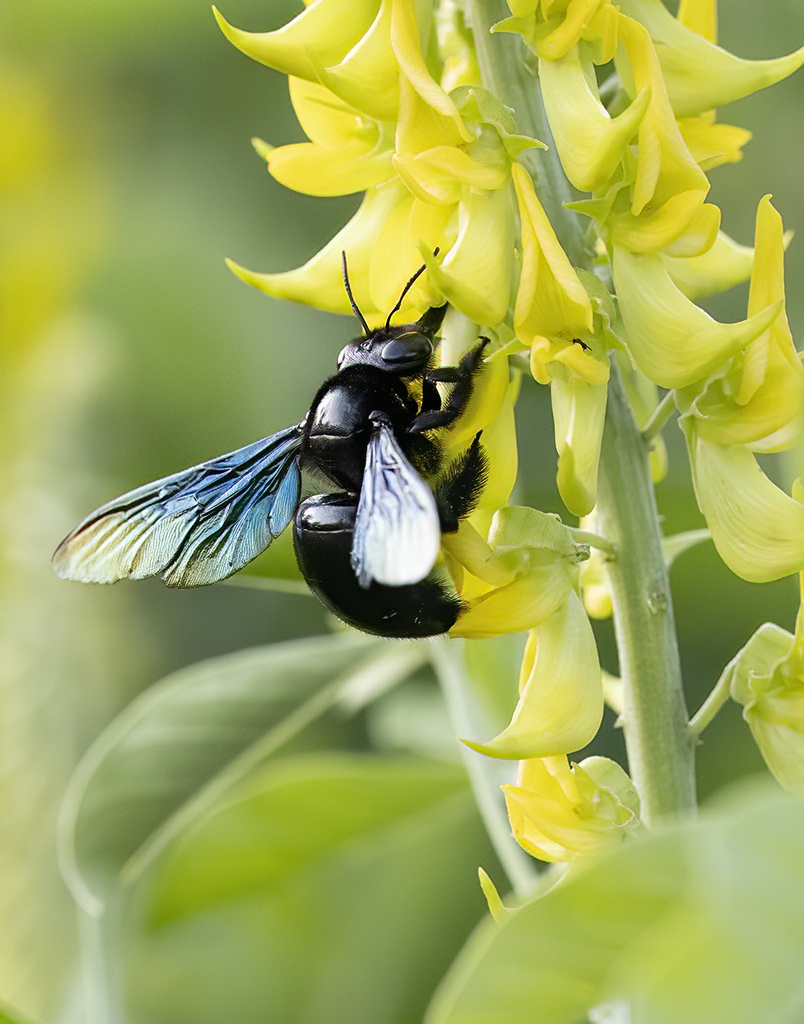 Golden-winged Bamboo-Carpenter from Panshet, Maharashtra 412107, India ...