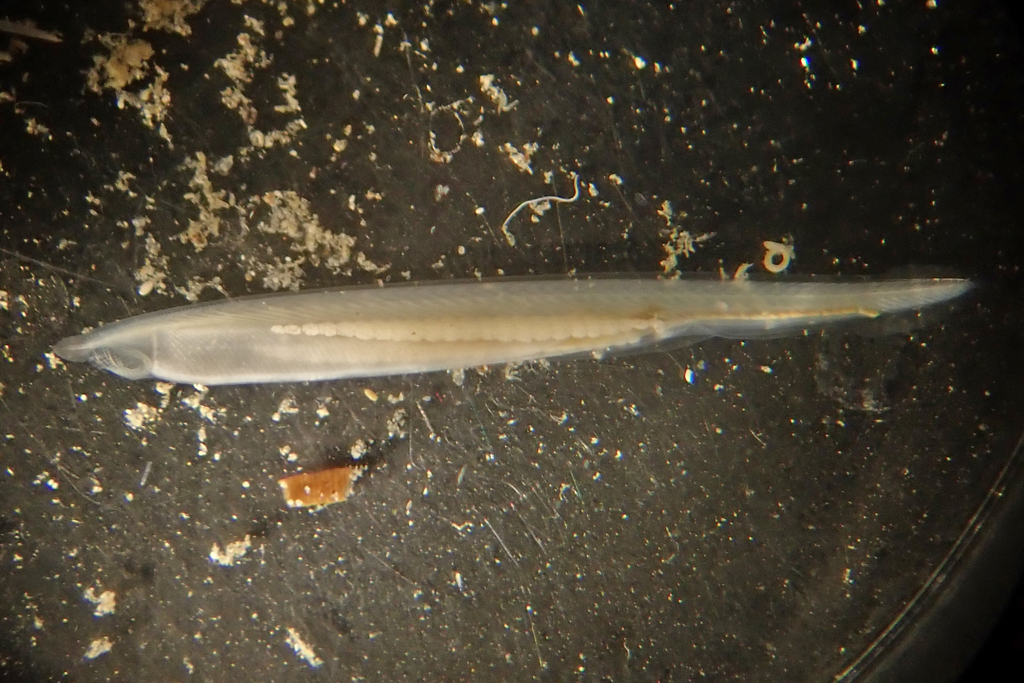 European Lancelet from Grosseto, Toscana, IT on June 17, 2021 at 10:07 ...