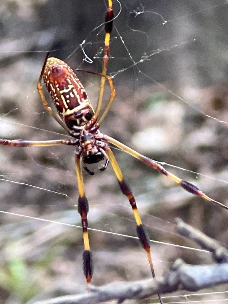 Golden Silk Spider from Trinity River National Wildlife Refuge, Liberty ...