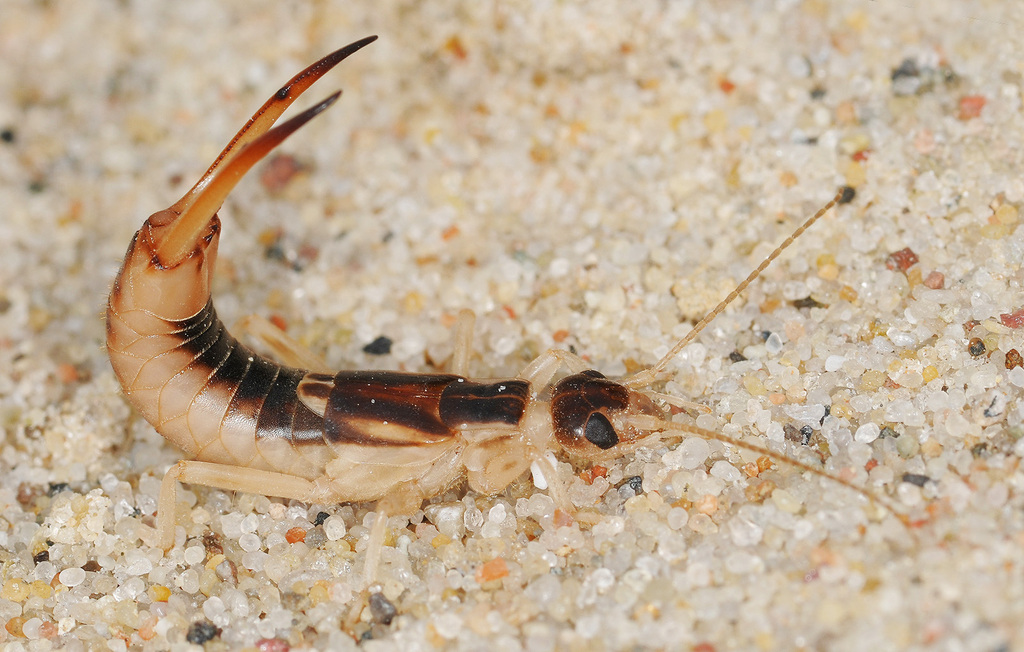 Shore Earwig from Thiessow, Mönchgut, Deutschland on May 9, 2020 at 02: ...